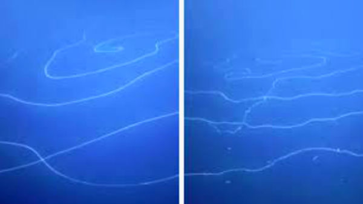 பெருங்கடலில் மிதக்கும் உலகின் மிகப்பெரிய ராட்சஸ உயிரனம் கண்டுபிடிப்பு ...