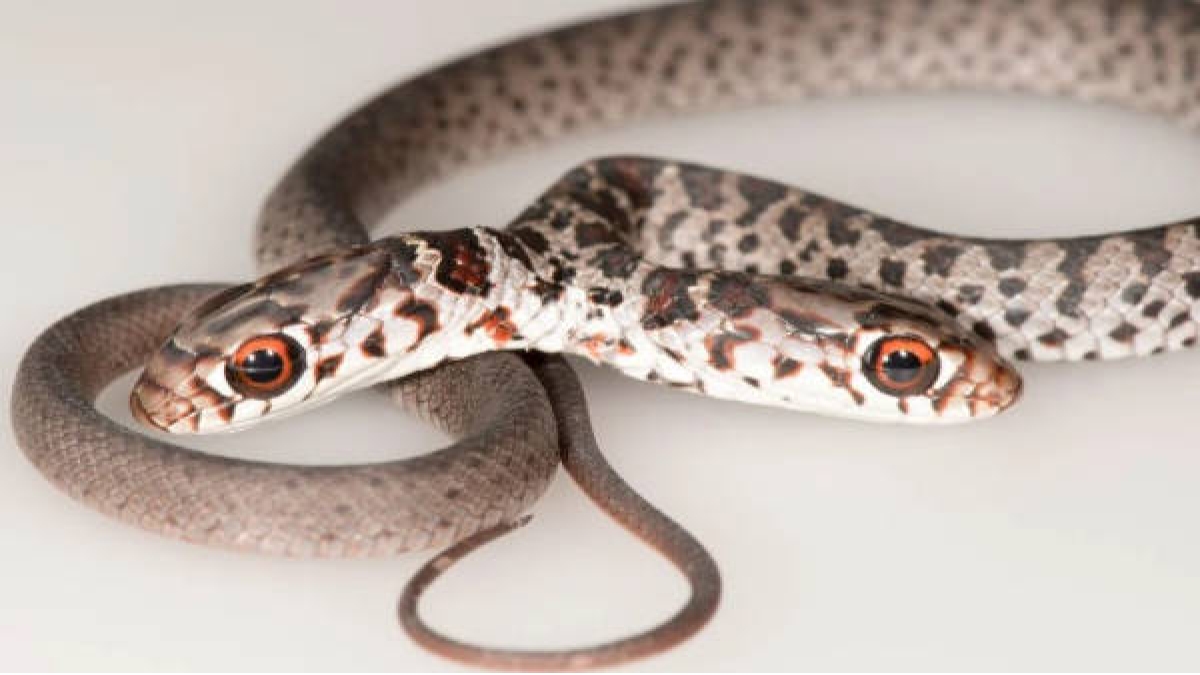 இரண்டு தலையுடன் ஒட்டி பிறந்த அரிய வகை பாம்பு.. அதன் இரண்டு தலைக்கு ...