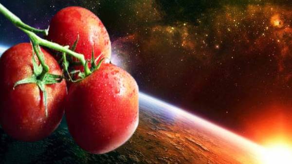 விண்வெளிக்கு "தக்காளி" அனுப்பும் NASA- வேற லெவல் திட்டம்.. காரணத்தை ...